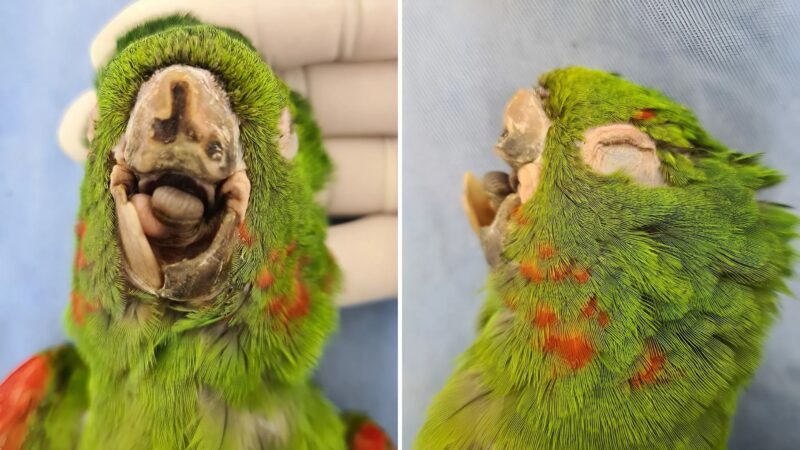 The parrot with the damaged beak had minimal chances of survival, but ...